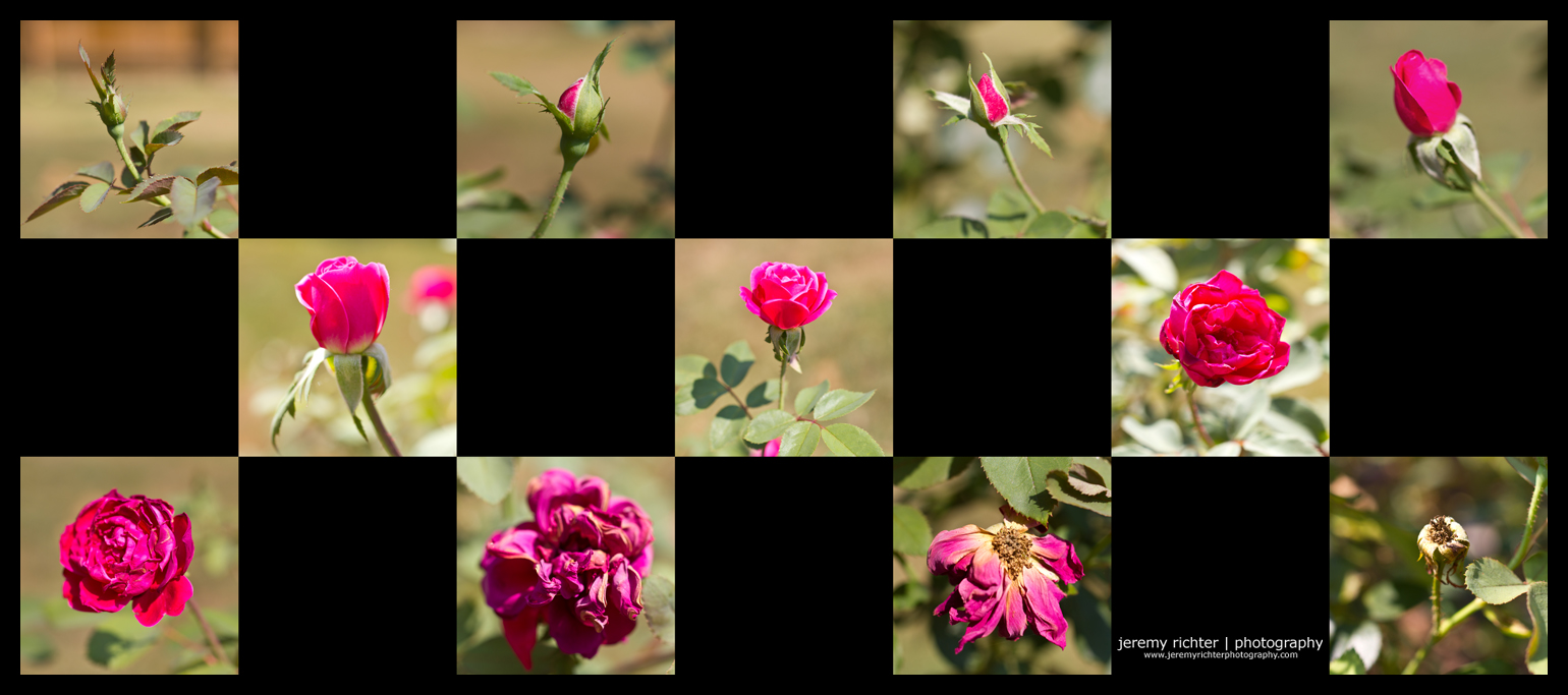 jeremy richter | photography :: blog: Life Cycle of the Knockout Rose ...