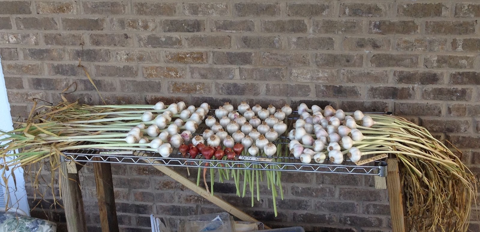 Cultivating on the Ridge: Garlic