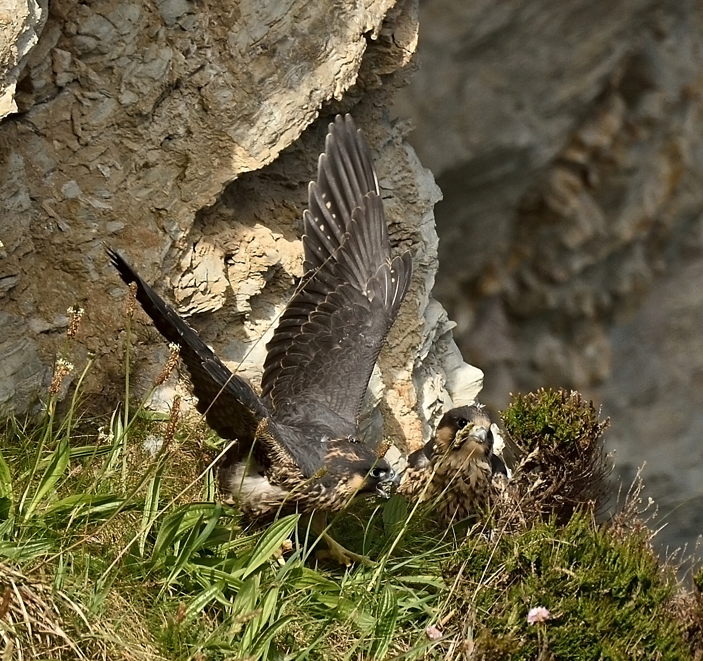 Alan James Photography : Cornish Peregrine fledge