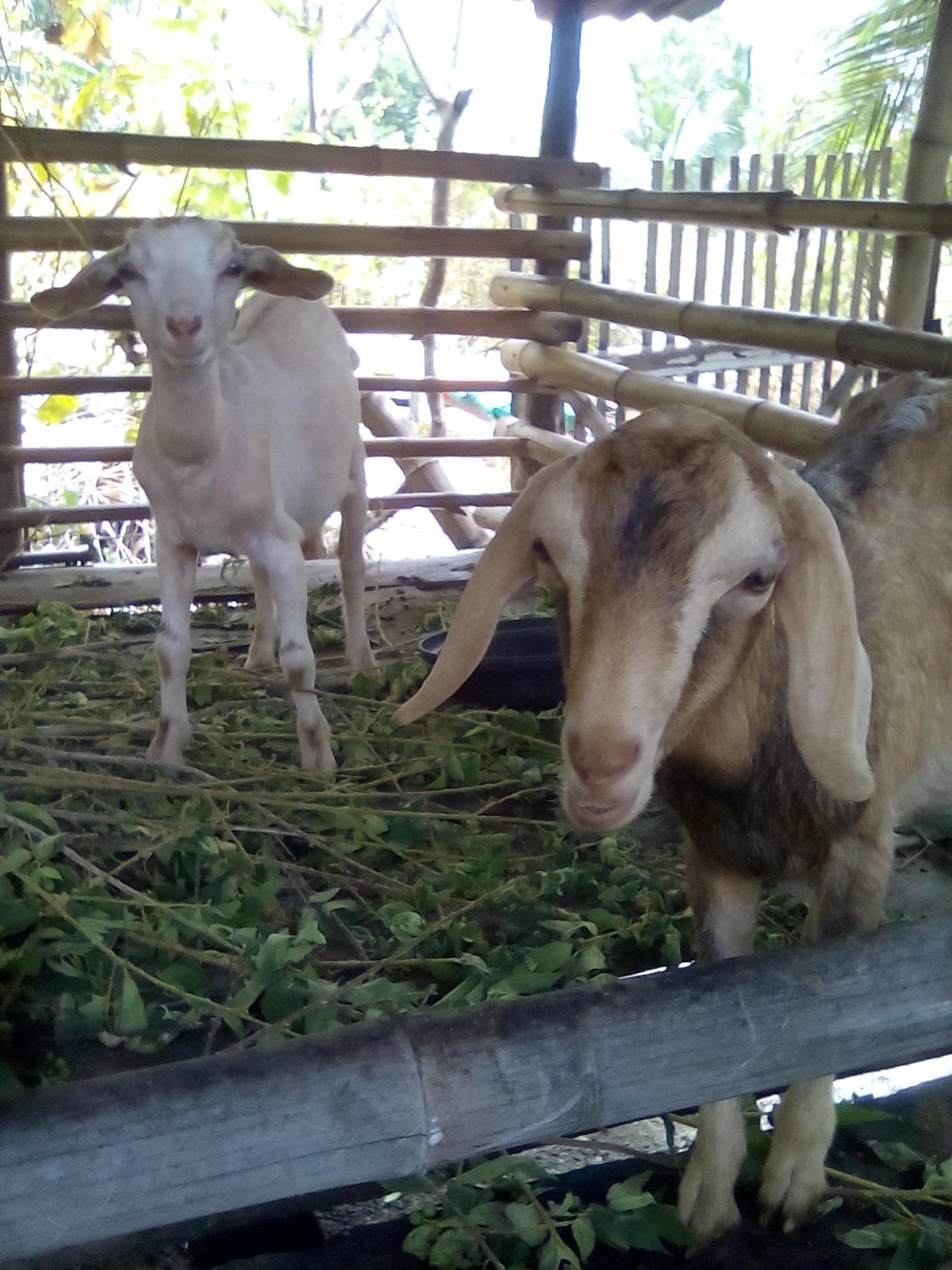 AGRIKULTURA:Paghahayupan, Pagsasaka at Pangingisda: AGRIKULTURA ...