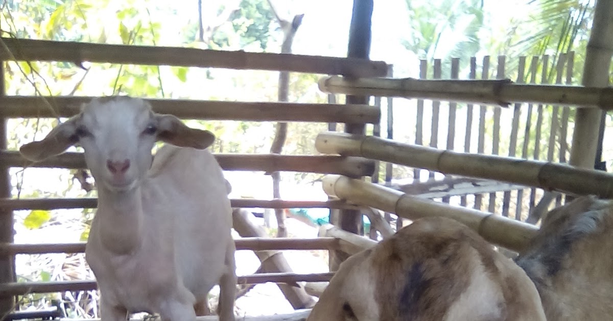 AGRIKULTURA:Paghahayupan, Pagsasaka at Pangingisda: AGRIKULTURA ...