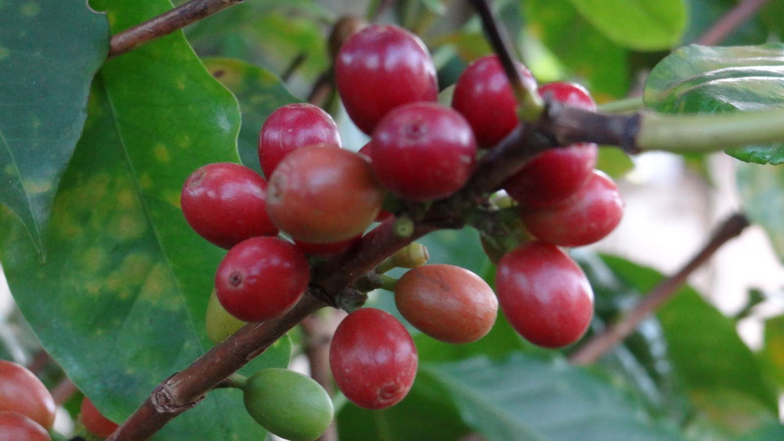 Sabor da História Café: Café, bonito mesmo em um simples pé