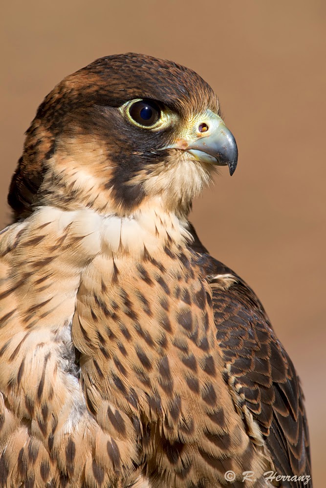 fotosricardo-h: HALCÓN PEREGRINO - Peregrine falcon
