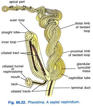 Excretory System of Nephridia ~ Zoology-NETWORK