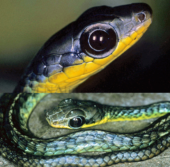 The Herpetology of Trinidad and Tobago: Long-tailed Machete Savane ...