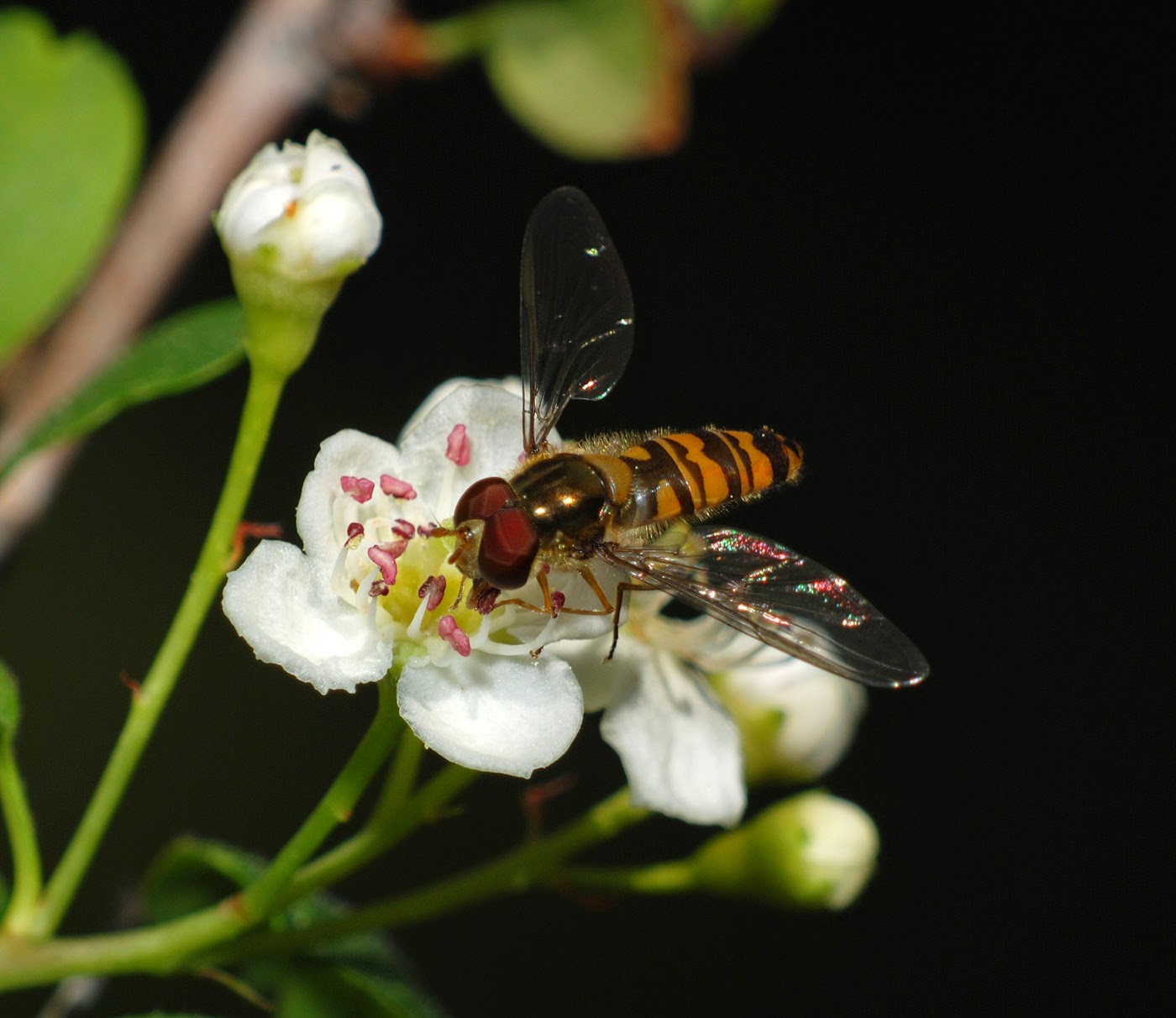 carlos sarabia fotografia: Macros de insectos