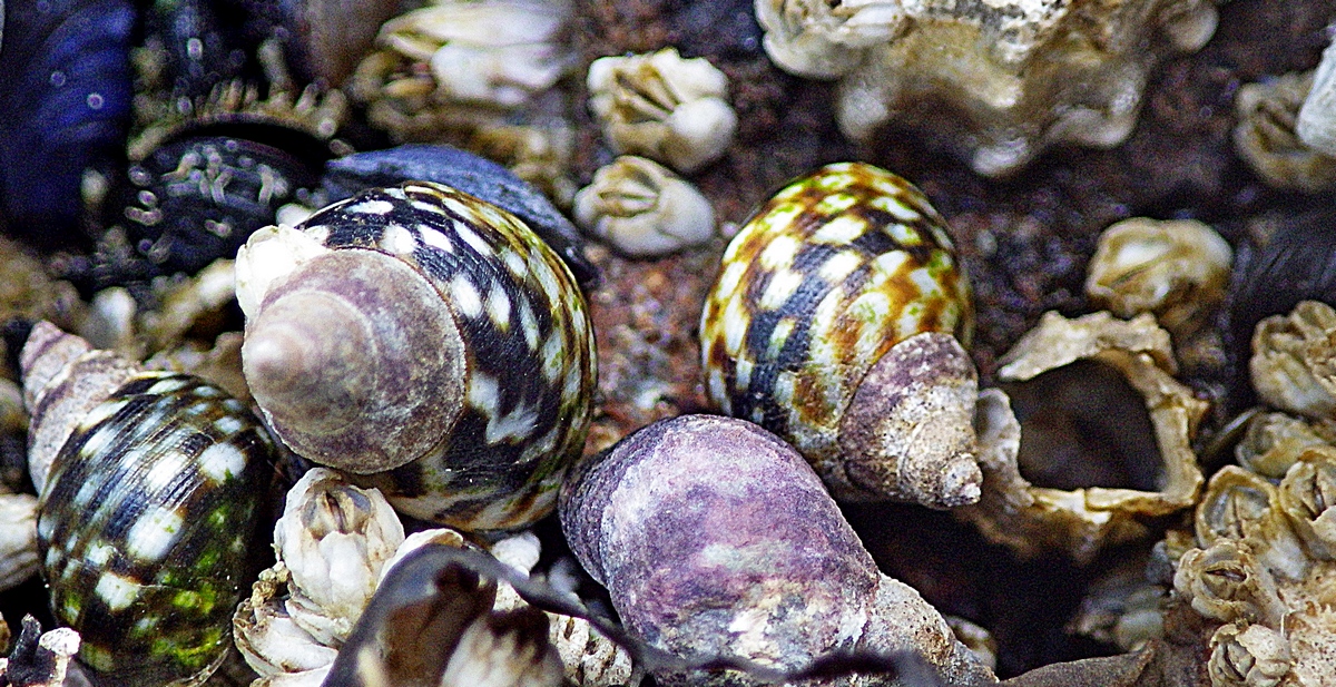 Buzz's Marine Life of Puget Sound: Mid and High Intertidal Explorations