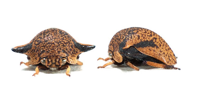 LO PIENSO, LO LEO, LO DIGO...: Insectos de "otro mundo" 27 fotos de ...