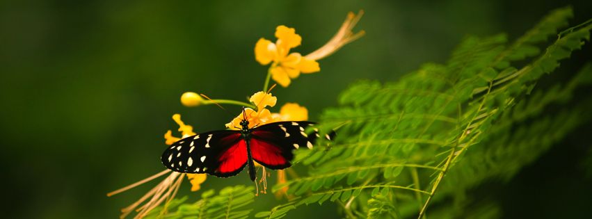 Butterfly Facebook Covers | WELCOME TO PICTURE WORLD!