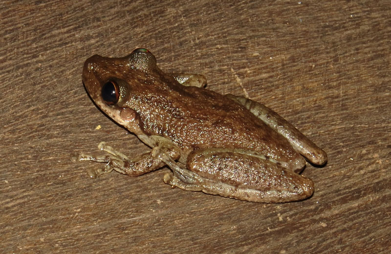 Birdernaturalist: Cristalino Day 4 – Ariosto Umbrellabirds and a Seven ...
