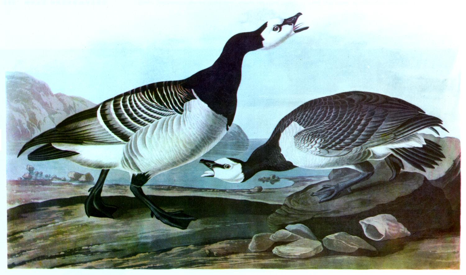 Nature: Observations and Meanings: Mythical Animals: Birds: Barnacle ...