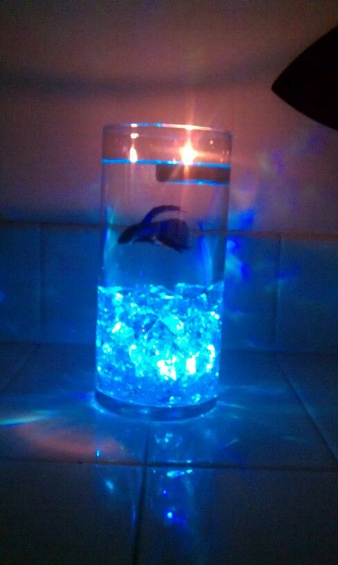small glass betta aquariums fish tank with light ~ art projects art ideas