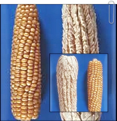 Jendela Dunia: Jenis - jenis Jagung di Indonesia