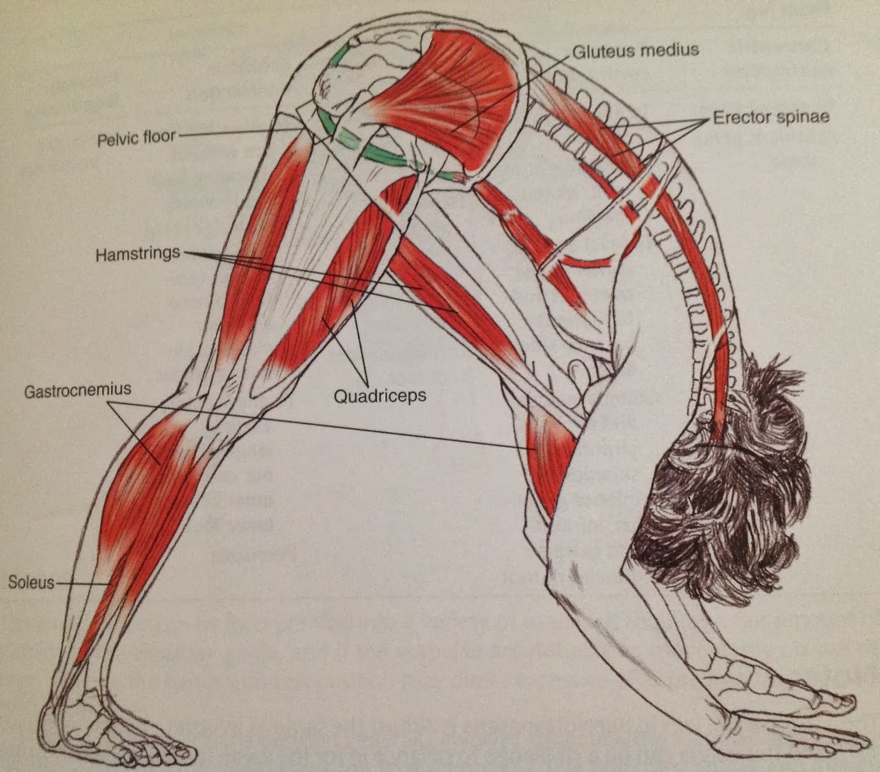 Yoga Blog: Parsvottanasana (Intense Side Stretch Pose)