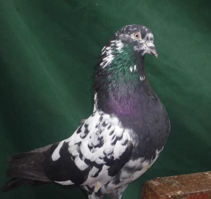 Pakistani Tipplers (Kabootar Baaz) | UK & USA Pigeons | Fancy Pigeons ...