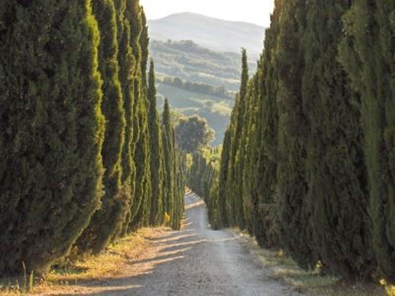 Cipreste Português / Cedro Branco - Cupressus lusitanica