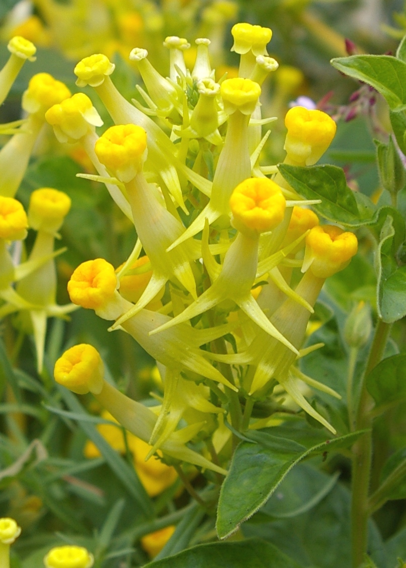 John Grimshaw's Garden Diary: Peloria