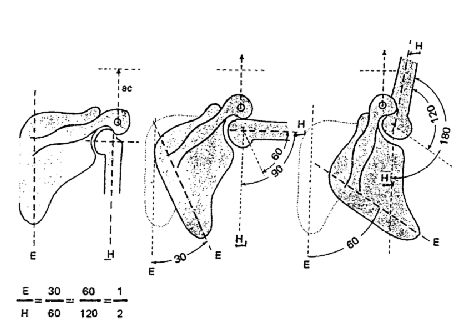 BIOMECÂNICA DO MOVIMENTO HUMANO: RITMO ESCÁPULO-UMERAL