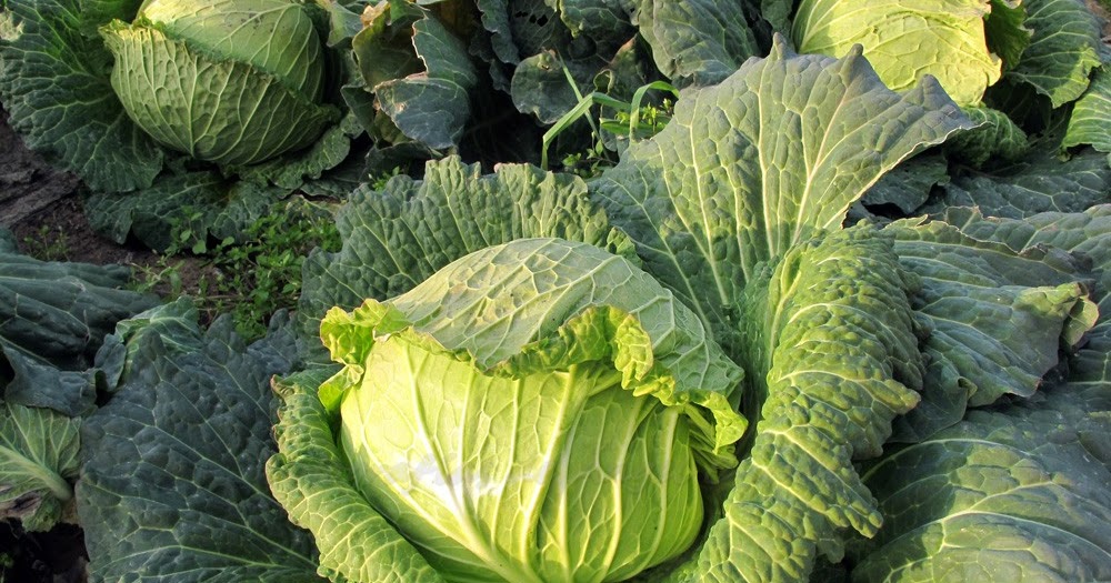 Flora medicinal, alimenticia y artesanal de la Ribera Navarra: Brassica ...