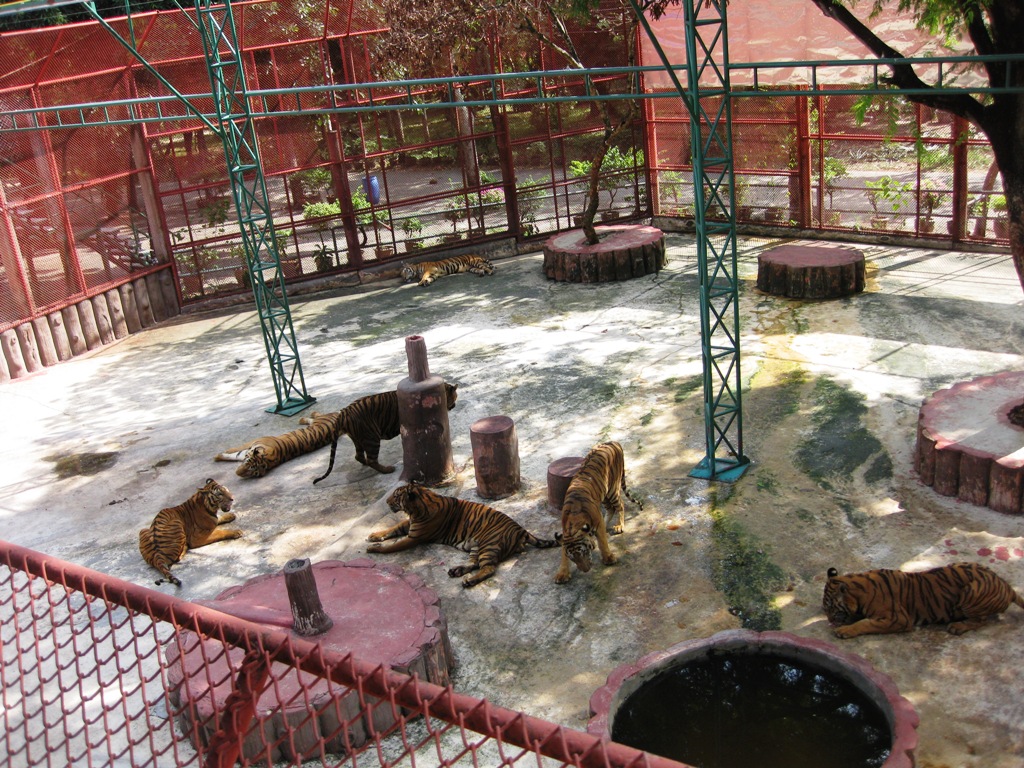 Camille's Samui Info blog: Sriracha Tiger Zoo, near Pattaya