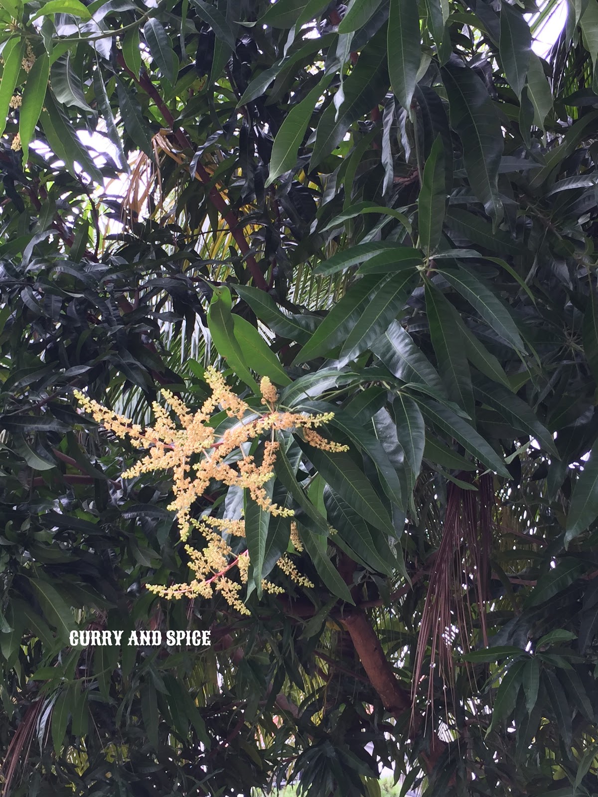 CURRY AND SPICE: FULKOPI ALOO MOTORSHUTI DIYE KHICHURI