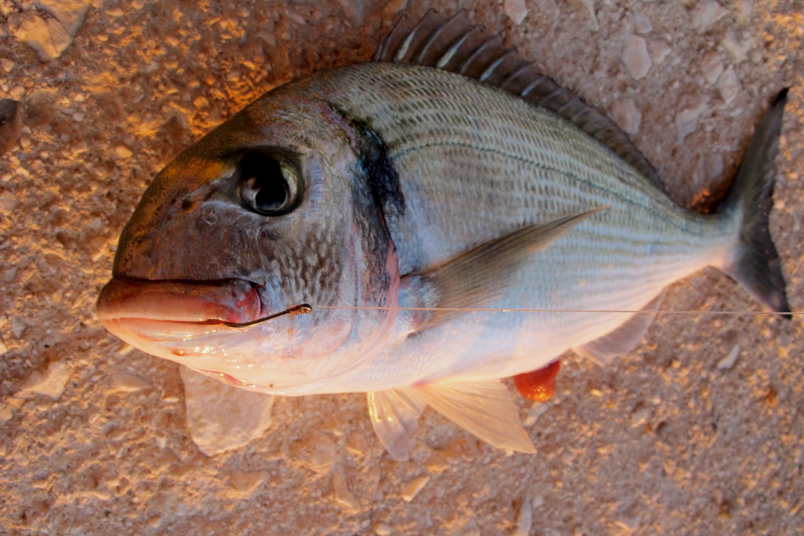 blue dreams fishing: Τσιπούρες με casting