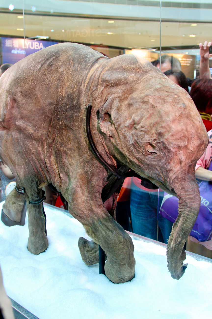 Locky's English Playground: Event: I Love Lyuba: Baby Mammoth of the ...