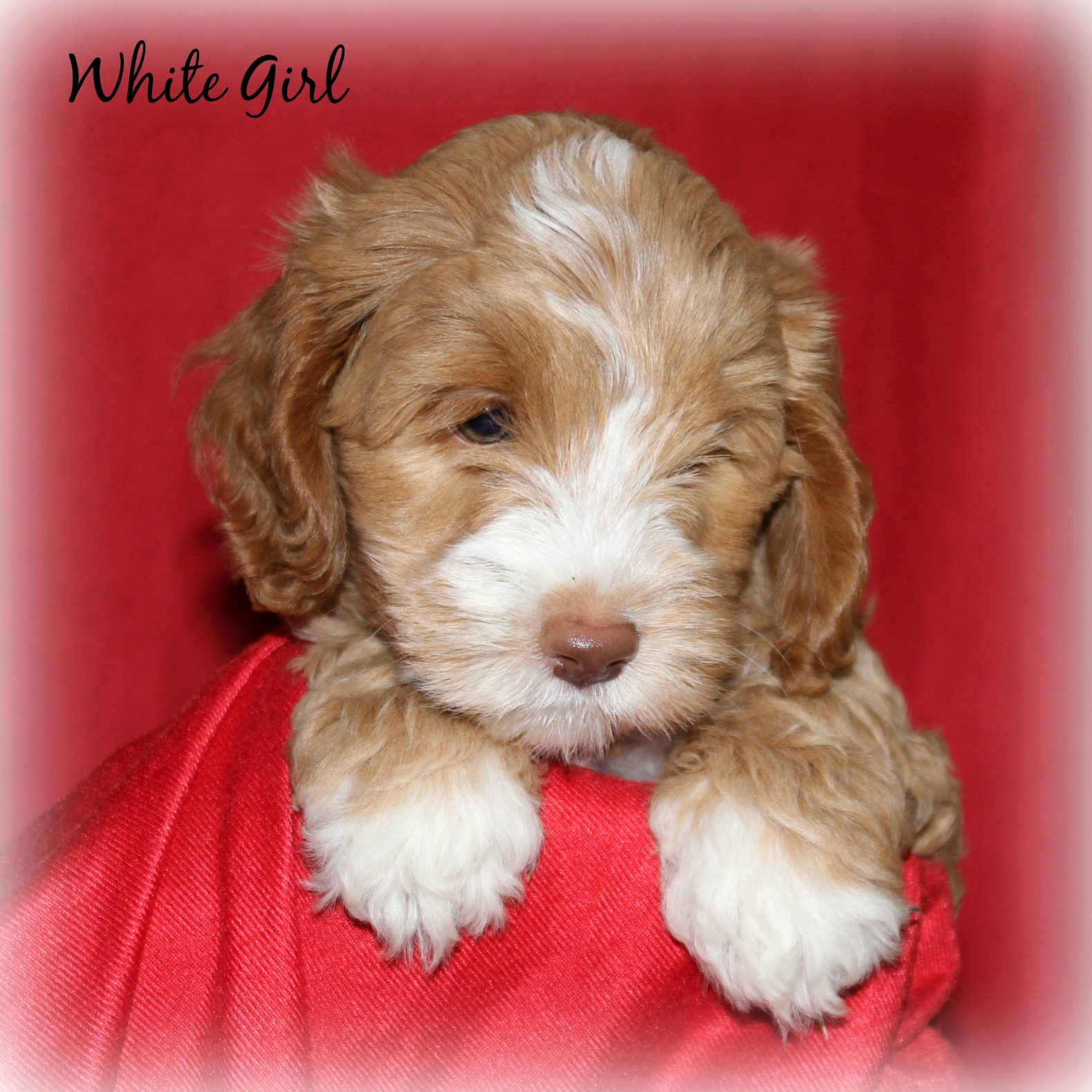 Canadian Doodle Puppies: Adora's and Whisky's pups at 8 weeks