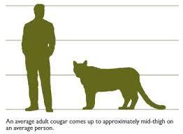 Exotic Animals Register: Guide To The Main Four UK New UK Predator Species