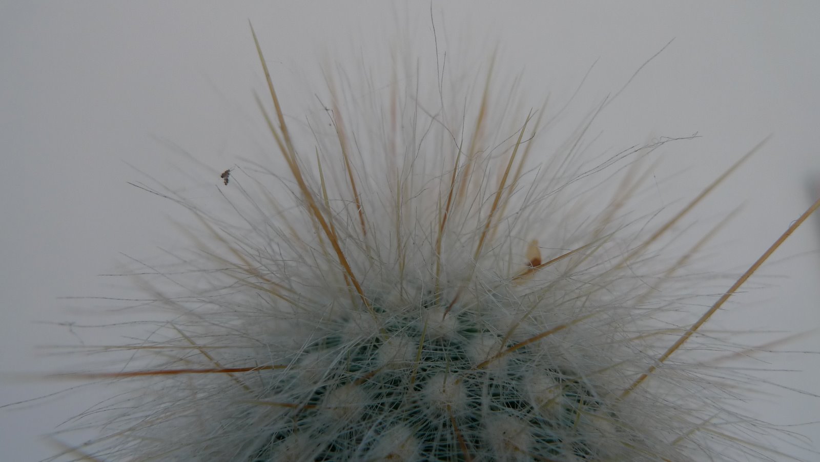 ŠUŠIfoto: Naris - tloris