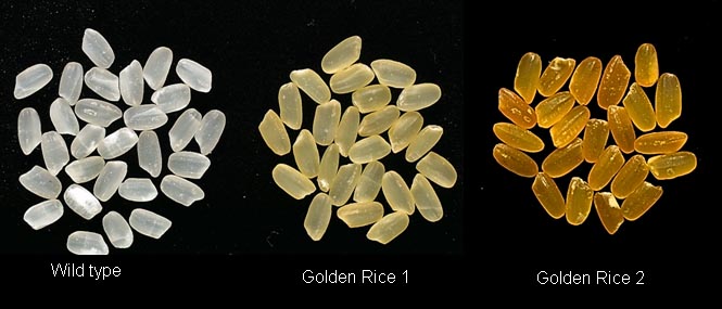 Bromatologia em Saúde: "Golden Rice": o uso de arroz transgênico no ...
