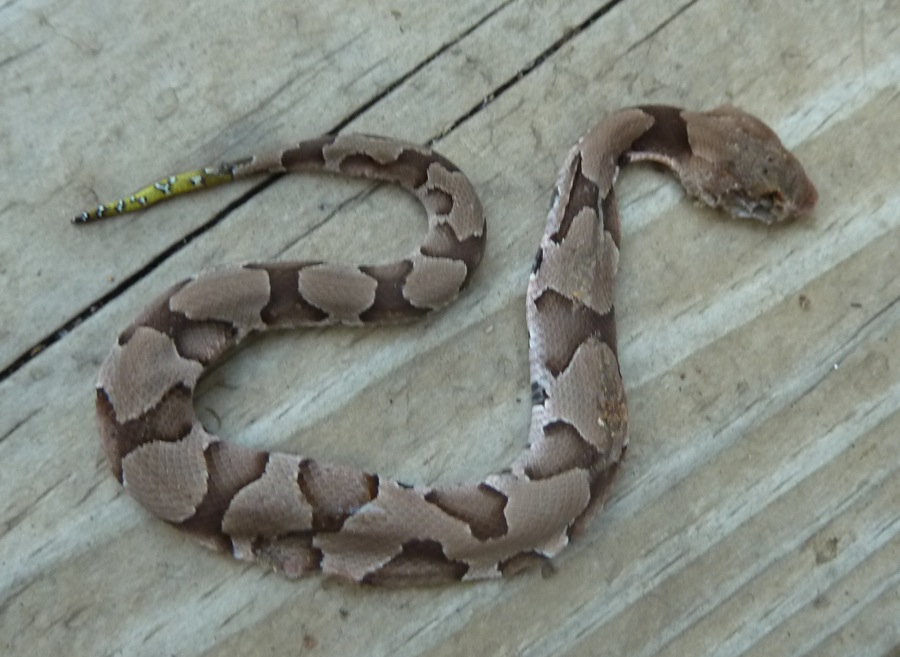 Copperhead Snake Head Shape