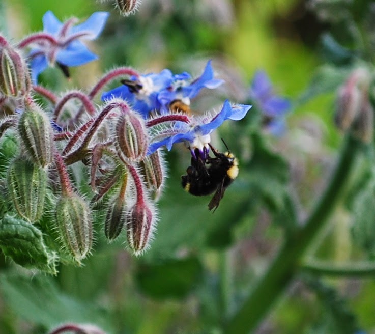 Daniel's Pacific NW Garden: borage. chinese chives. Bee forage. Borage ...