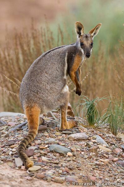 Beautiful Kangroo