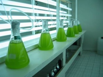 Cultivo De Microalgas