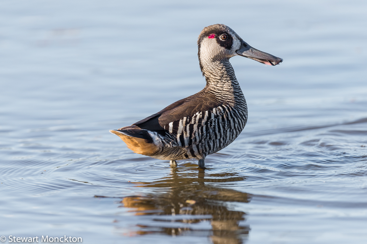 Paying Ready Attention - Photo Gallery: Wild Bird Wednesday 252 - Pink ...