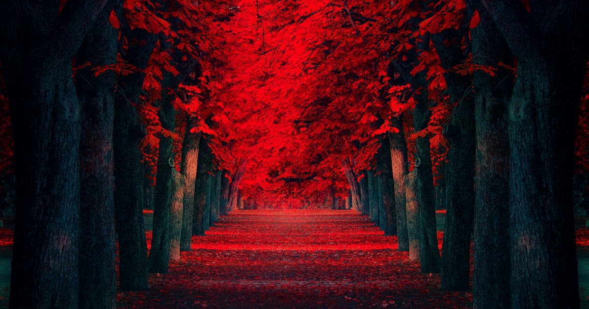 სტრუკტურული მონაცემები - (ხე Red Black Tree)