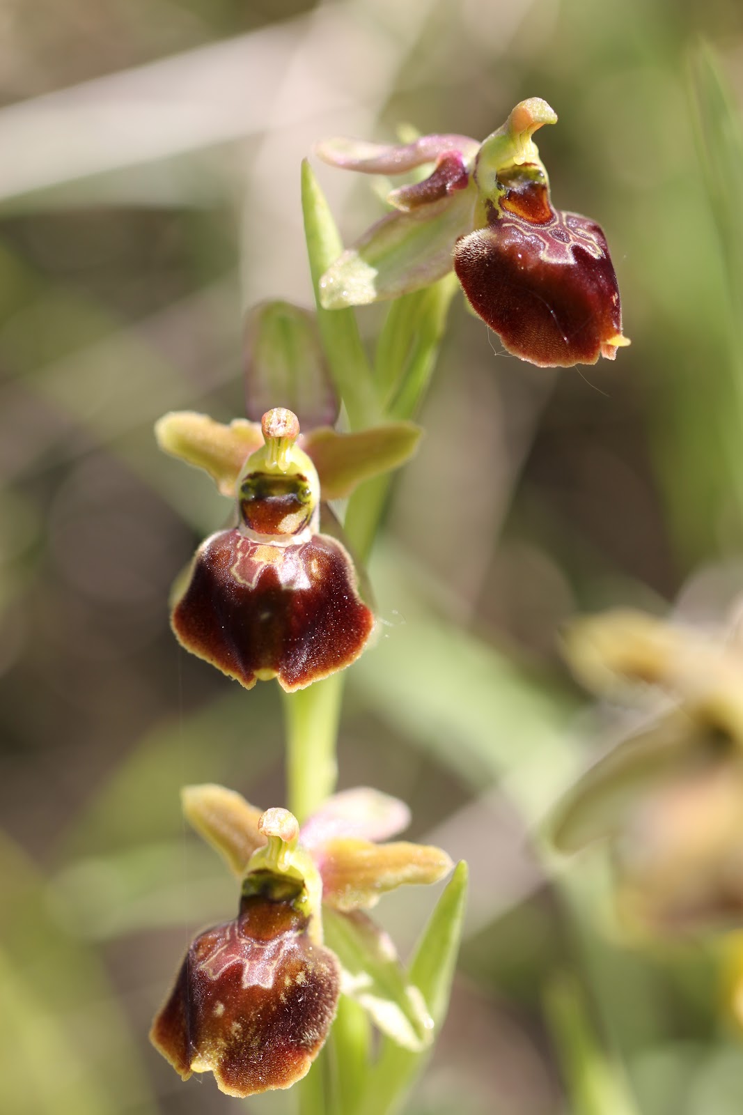 ORCHIDEES SAUVAGES: OPHRYS X OBSCURA