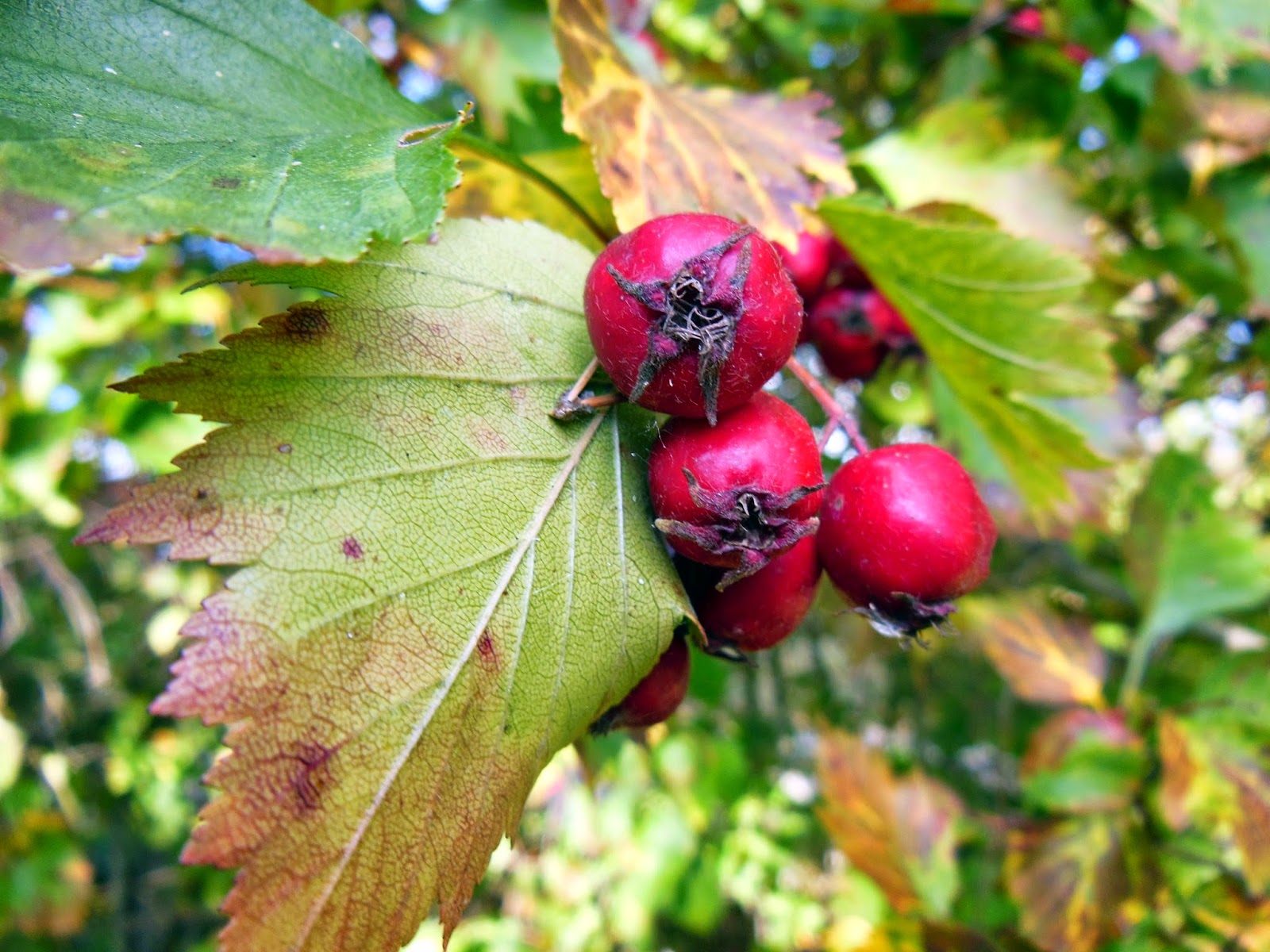 Lasillinen mustia Kuningattaren helmiä: Makrohaasteen Marjat