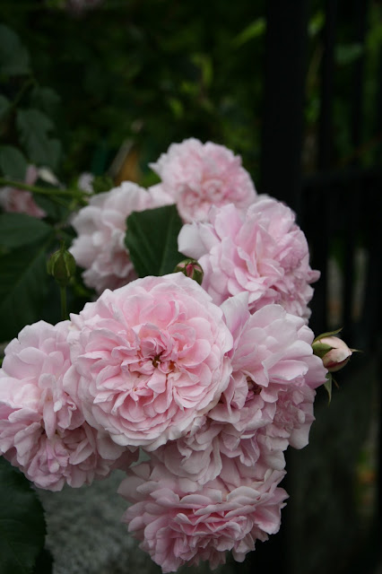 Kreativ Lycke: Pioner, Roser og Klematis