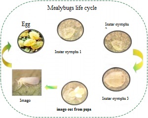 Easily Pests Control: Classification and Life Cycles of Pest Mealybug