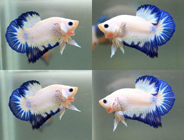 Peces Sanos: cuidado de bettas