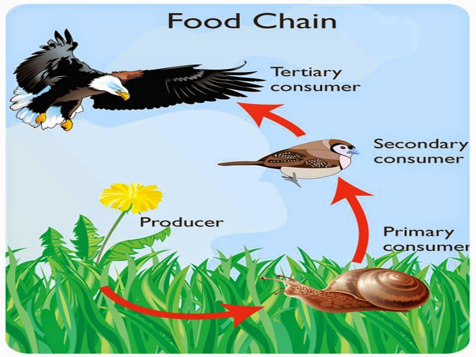 EKOSISTEM RAWA AIR TAWAR: ekosistem rawa air tawar