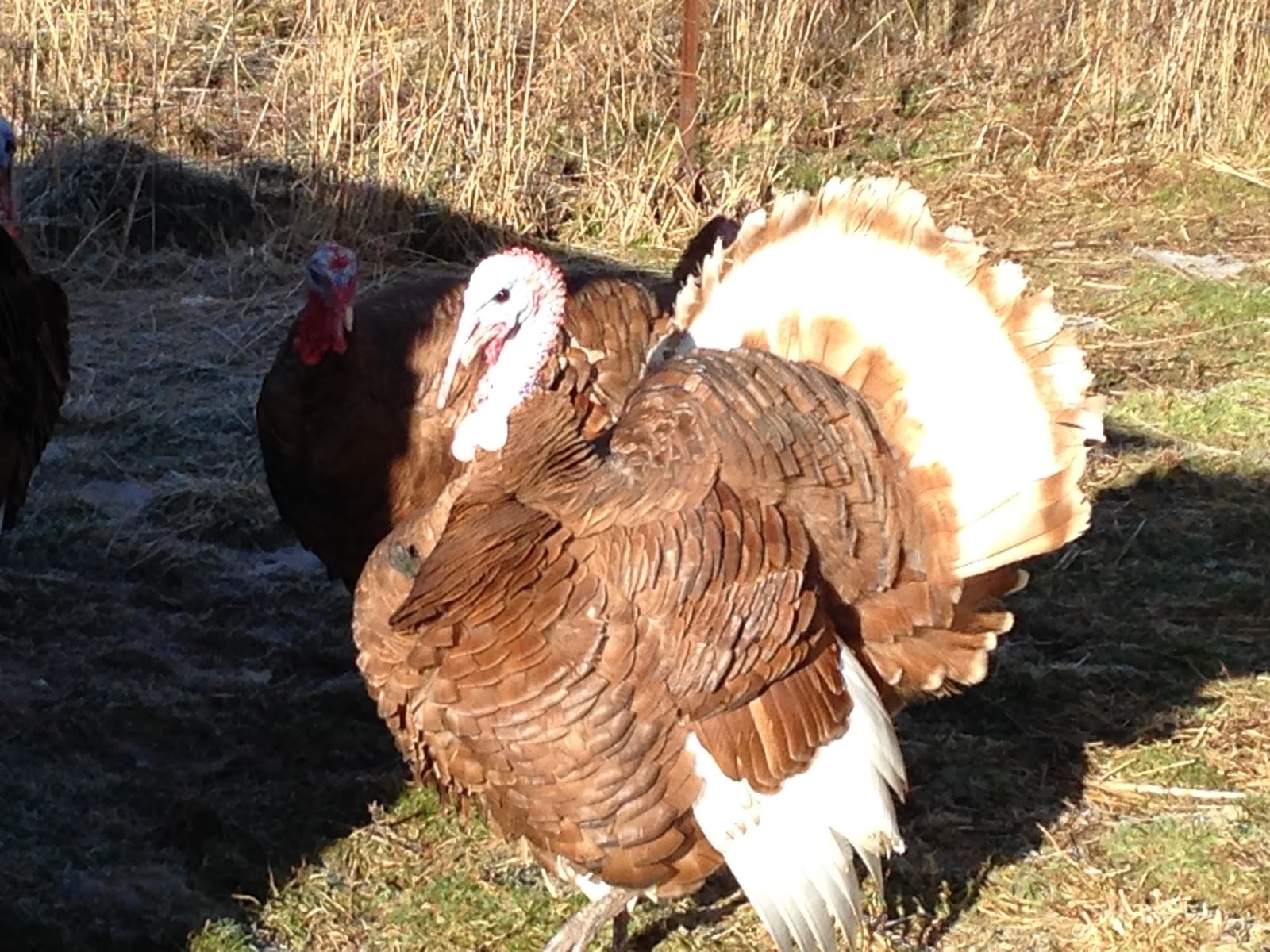 Fitzgerald's Family Farm: Bourbon Red Turkey Hopes