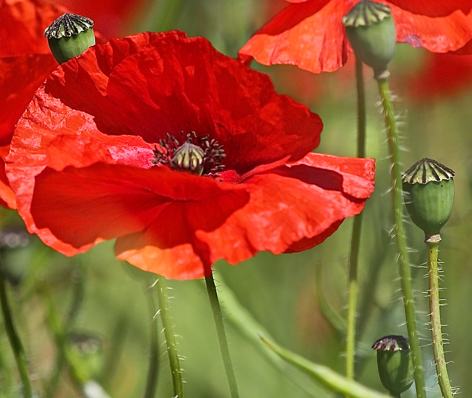 Maria's Blog: Poppy Stopping Moments.