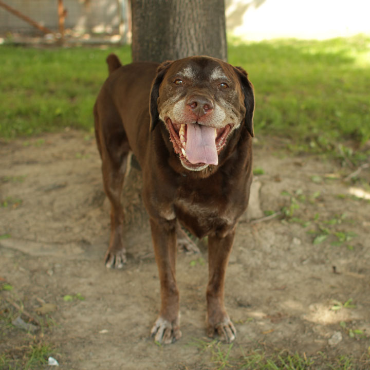 Moose - Chocolate Labrador Retriever