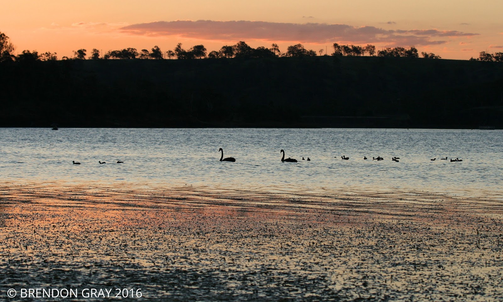 Swans at Sunset Cooby Dam