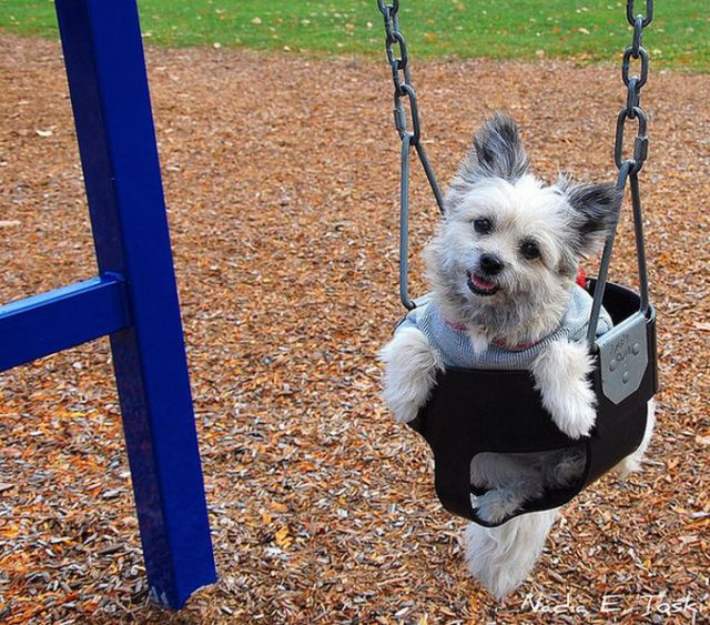Funny Cool Pictures: Dogs on Swings