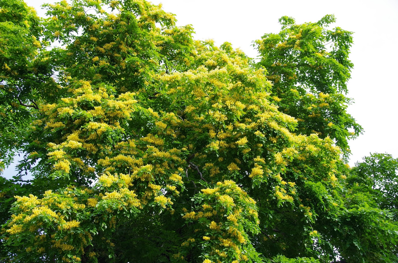 Trees and Plants: Angsana