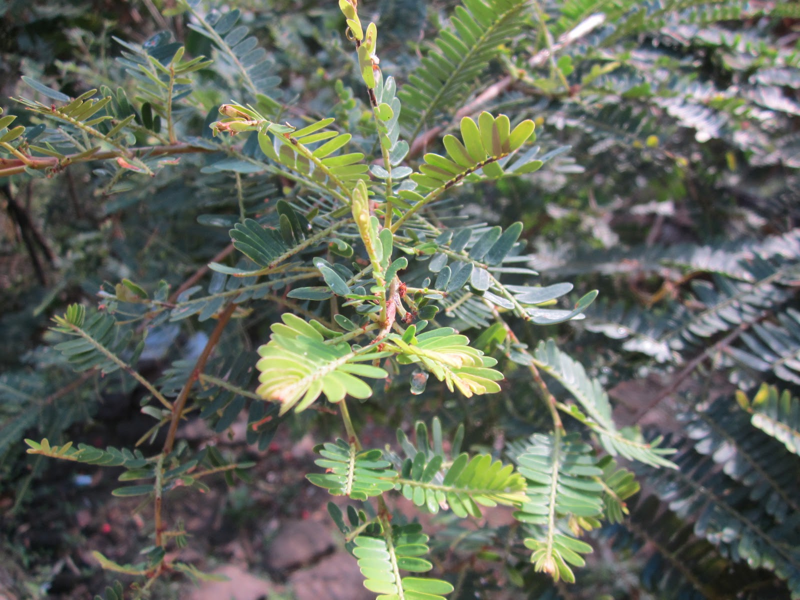 INDIAN GOOSEBERRY | KERALA NATURE AND AYURVEDA